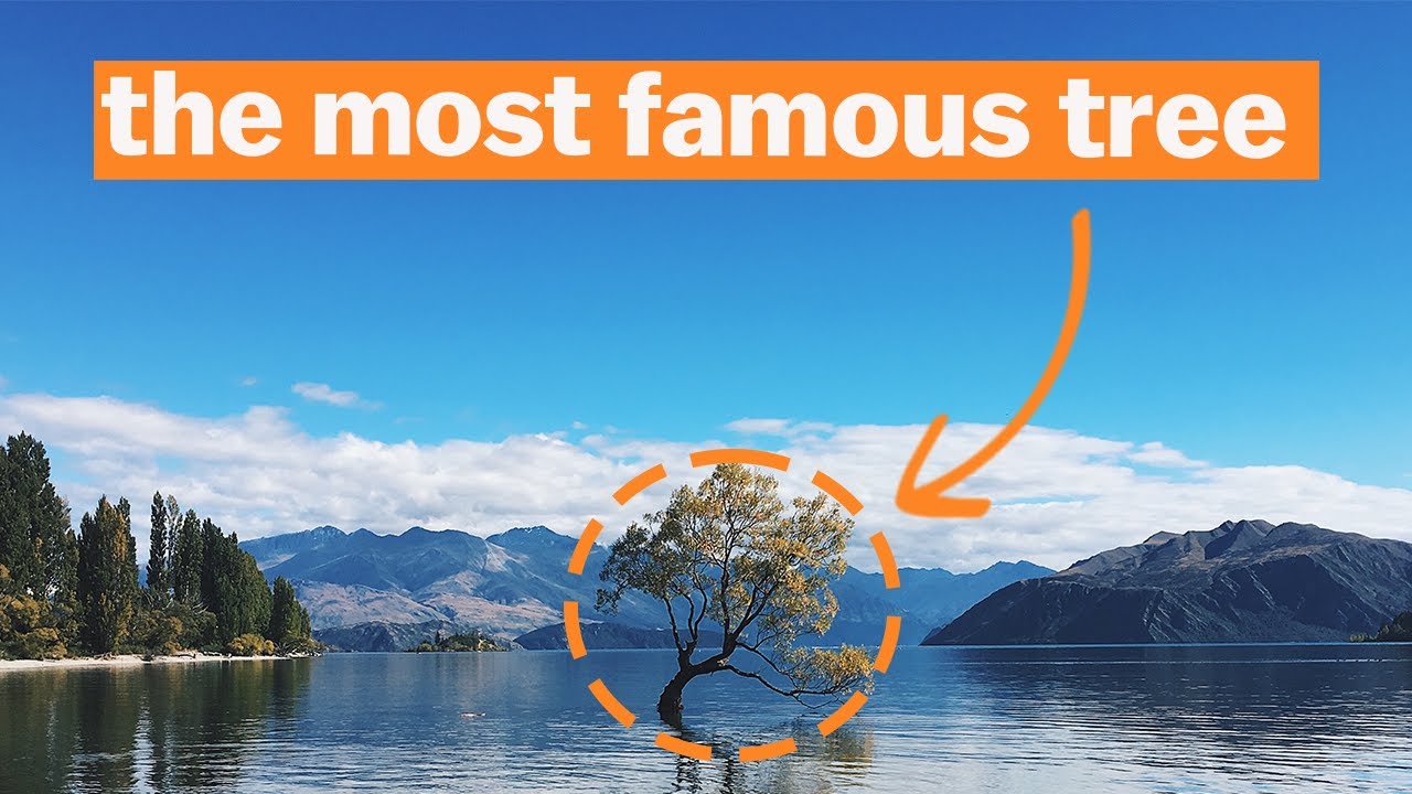 How this tree became so famous - YouTube