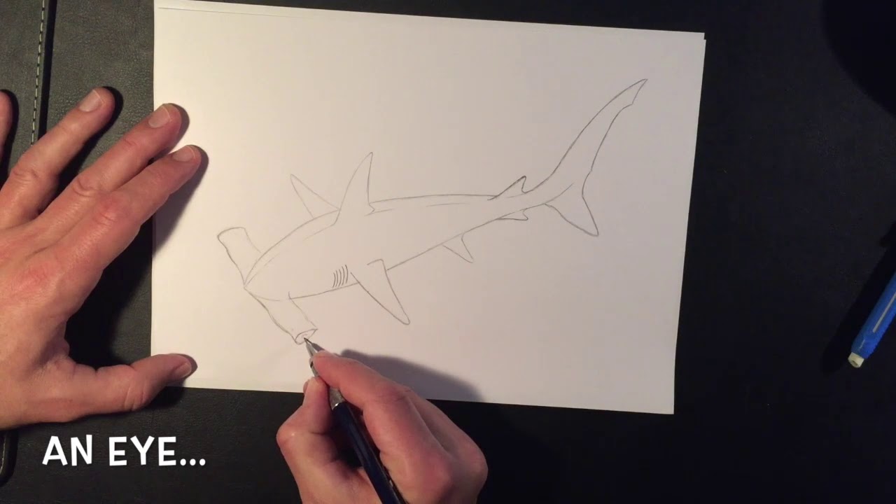 How to Draw a Hammerhead Shark - YouTube