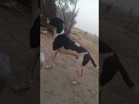 Chek the long jump of my dogy || jacki the best dog#dogslover # ...