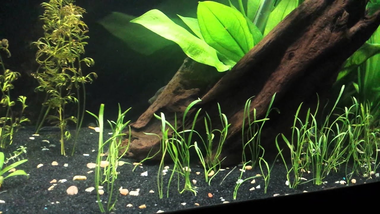 AQUATIC PLANT REVIEW: MICRO SWORD - YouTube