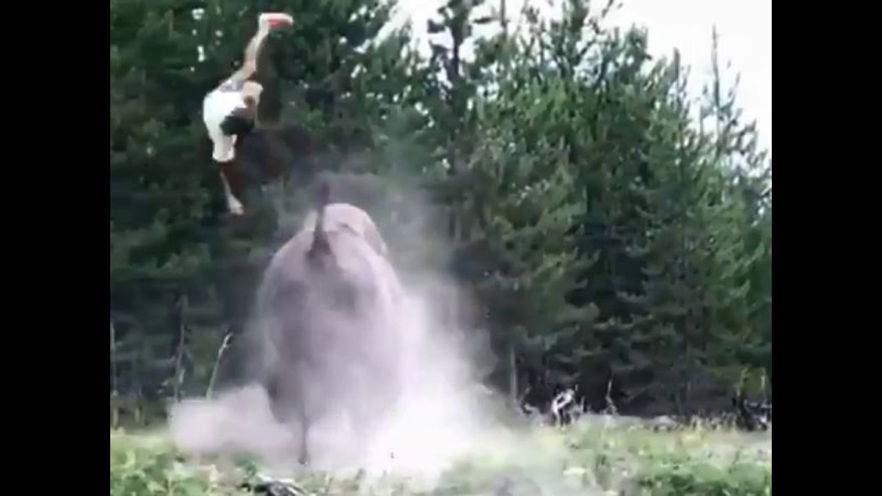 Yellowstone Bison Attack - YouTube