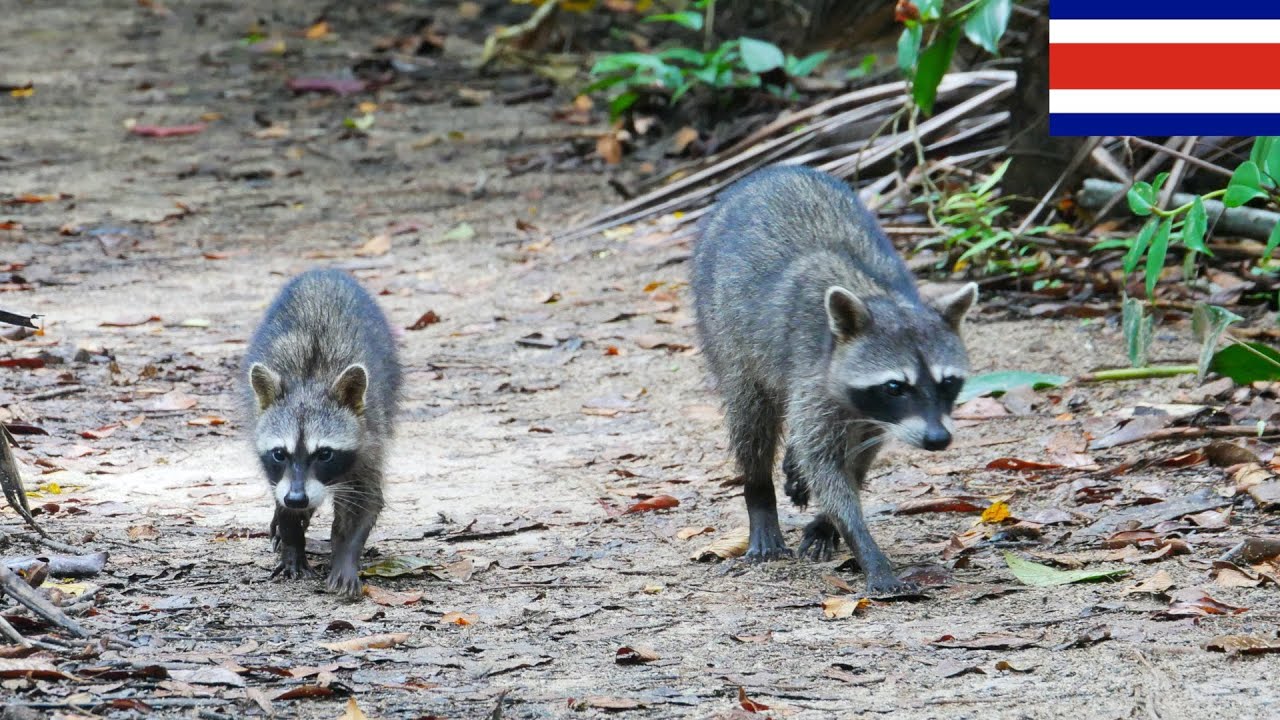 El MEJOR Sitio para ver FAUNA en COSTA RICA | Costa Rica #4 🇨🇷 - YouTube