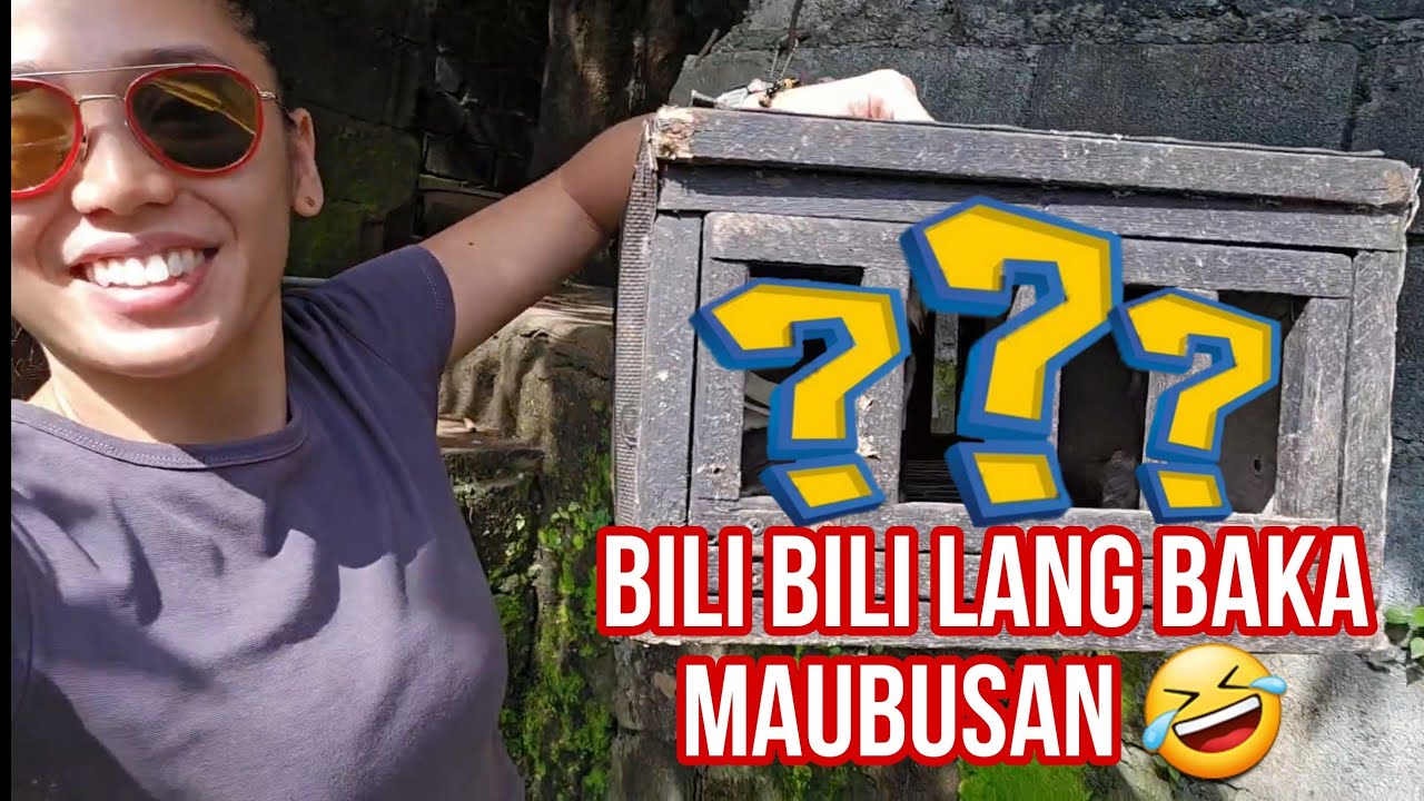 Bili Bili Lang Series | Rare Off Color Racing Pigeon - YouTube