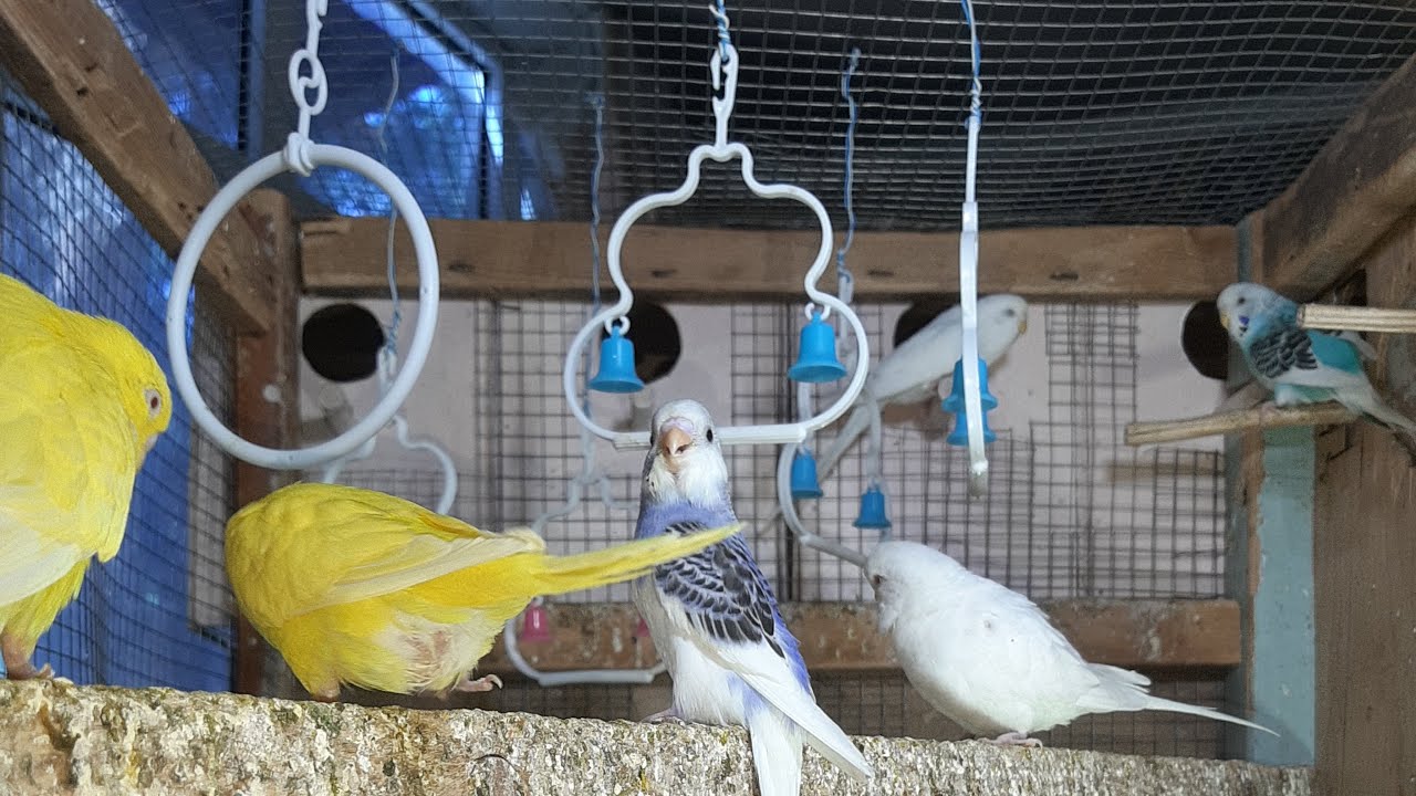 Colorful Parrot Morning Singing with love and joy 😇 Budgies Parrot ...