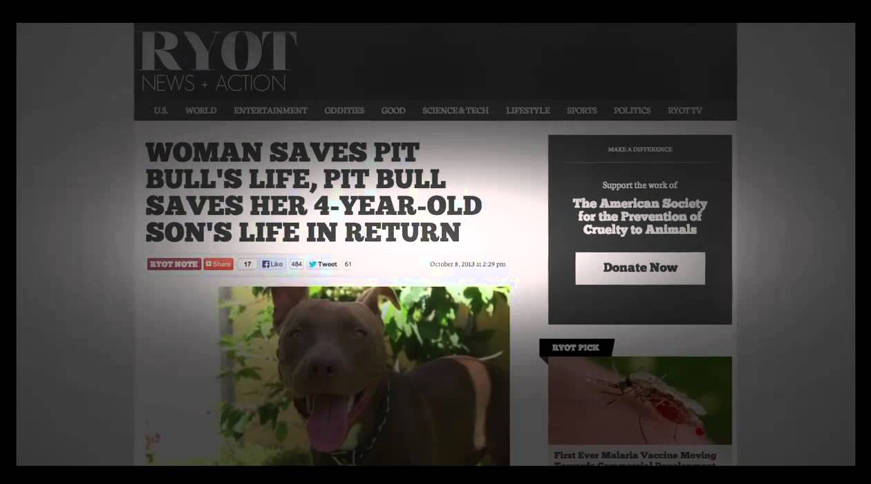 ʬ Newly Rescued Pitbull Saves 4-Year-Old Boy's Life YouTube - YouTube