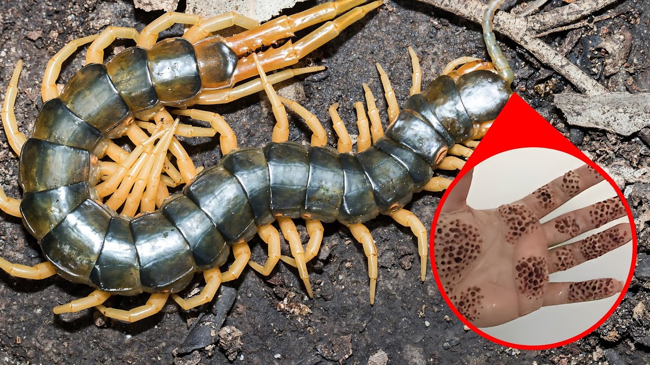 Top 10 Most Dangerous Animals in the World - YouTube