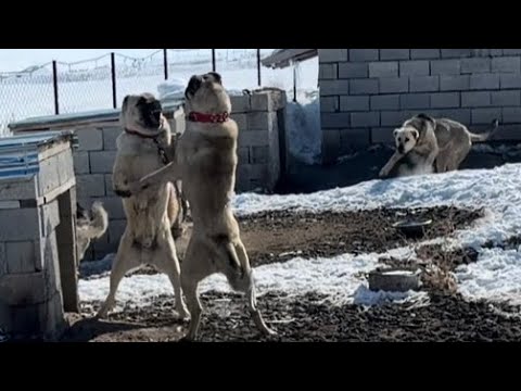 KARABAŞ DURMAYINCA BERAZLA FENA KOZLARINI PAYLAŞTILAR. HERŞEY ÇOK İYİ GİDİYORDU 