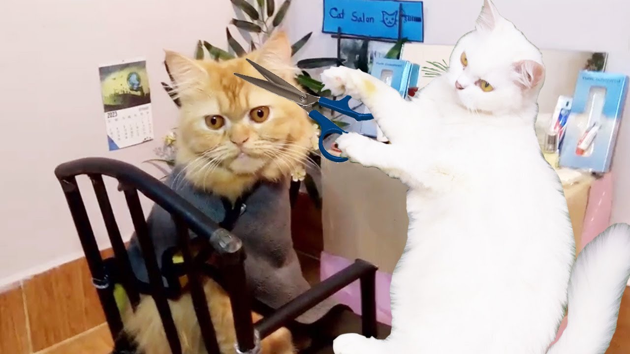 The kitten cat Fiyo cutting Hair cute cat Orio so cute funny moment ...