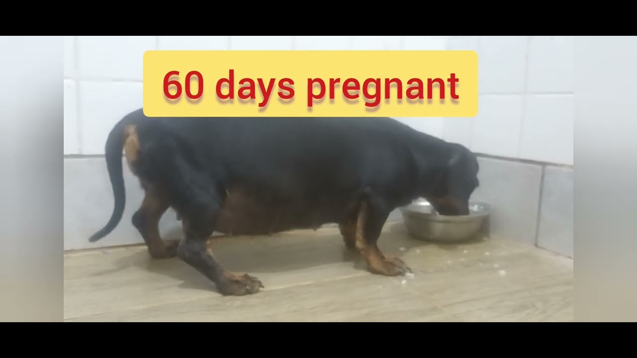 Timeline dachshund pregnancy (normal mating) - YouTube