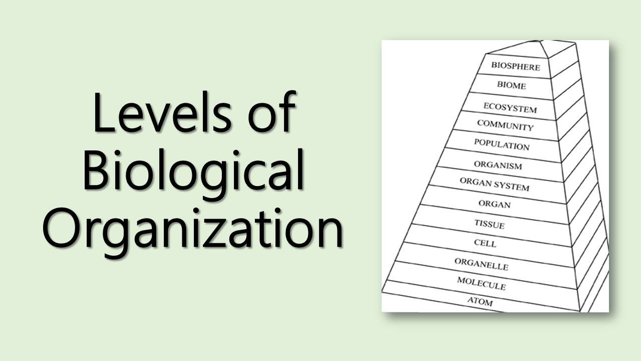 Lesson 2: Levels of Biological Organization - YouTube