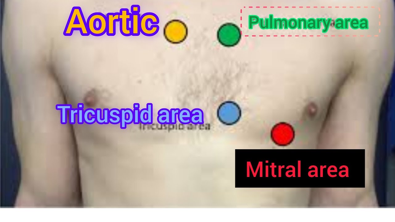 Examination of precordium - YouTube