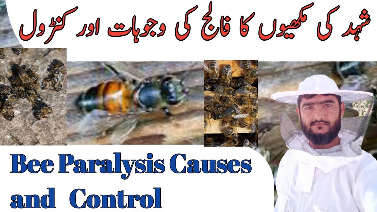 Bee Paralysis Honey bee Disease Causes and Control - YouTube
