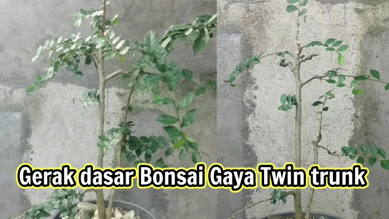 Membuat bonsai Gaya Twin trunk/double trunk/batang ganda - YouTube