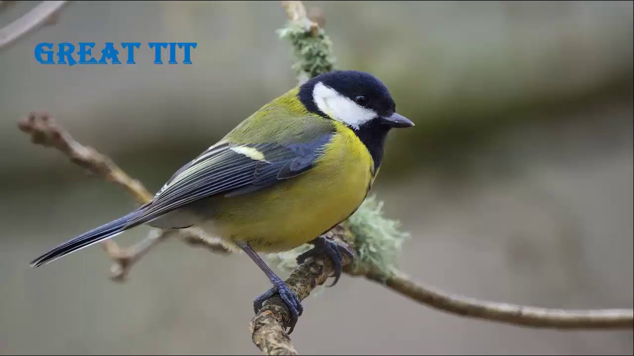 Top 10 beautiful birds in the England.What is the beautiful birds in ...