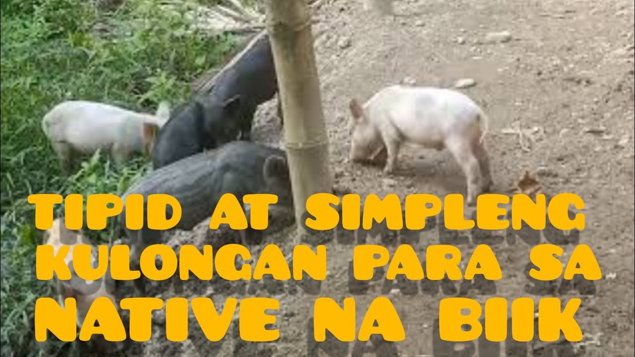 MATIPID AT SIMPLENG KULONGAN NG MGA NATIVE NA BIIK - YouTube