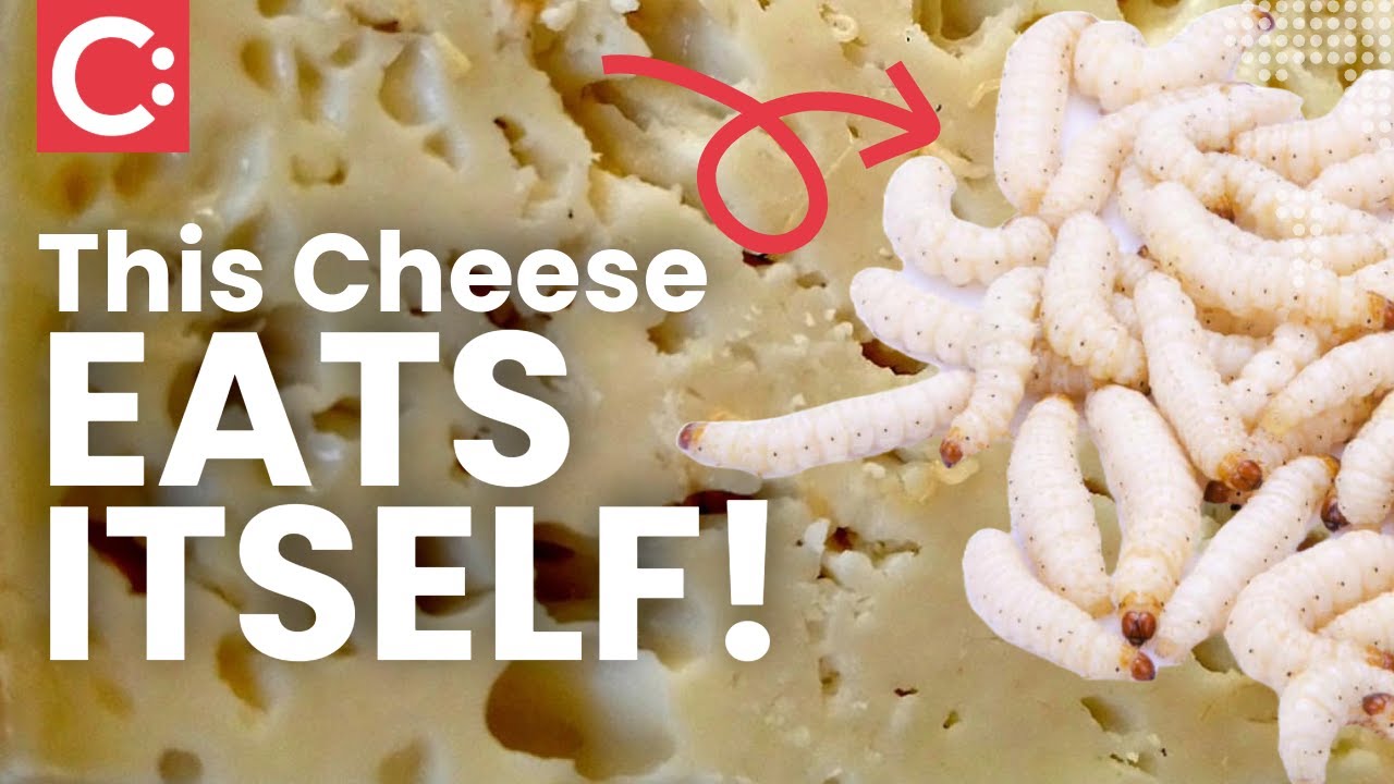 Europe’s Illegal Cheese: Casu Marzu - YouTube