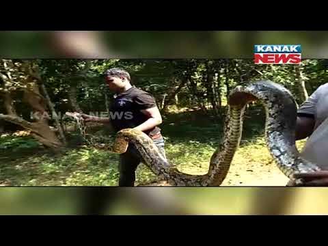 14-Ft Python Rescued From A Village Chandaka In Odisha - YouTube