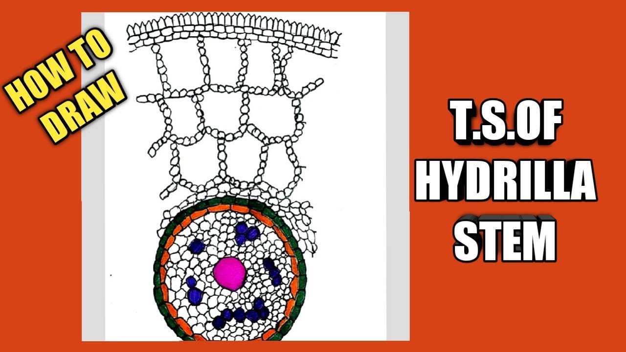 How to draw T. S.of Hydrilla stem easily/T.S.of Hydrilla stem easy ...