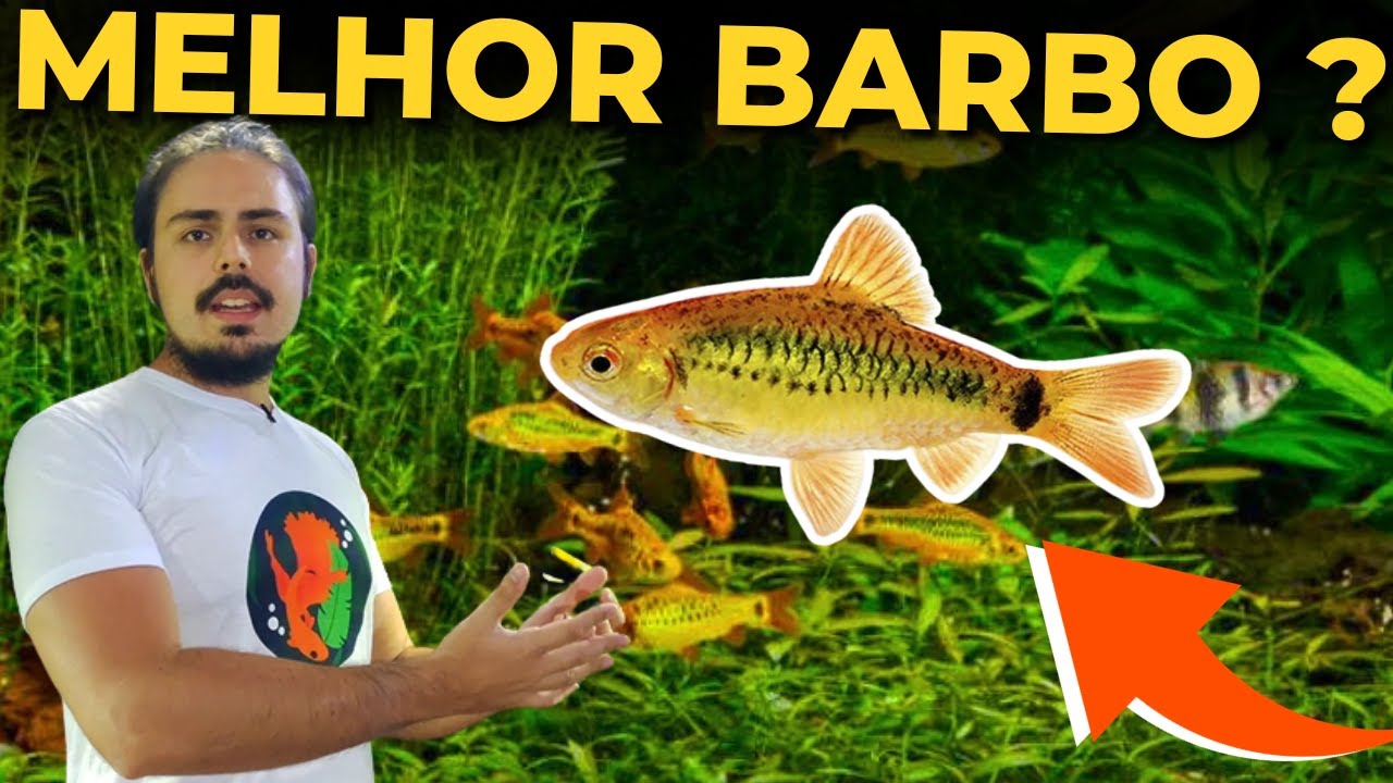 🔴BRILHA COMO OURO! BARBO OURO, TUDO SOBRE. |Mr. Betta| - YouTube