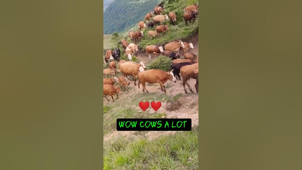 Wow that's so many Cows #cows #shortvideo - YouTube