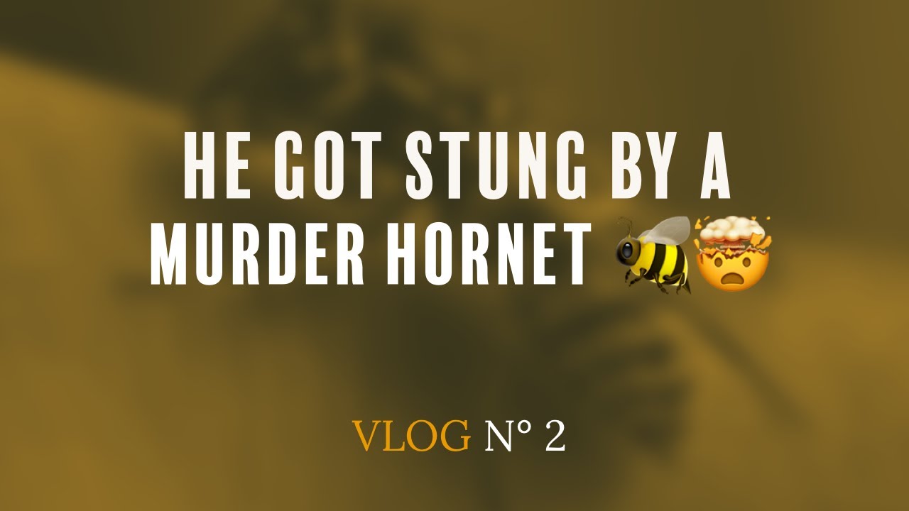 HE GOT STUNG BY A MURDER HORNET! 🐝🤯 - YouTube