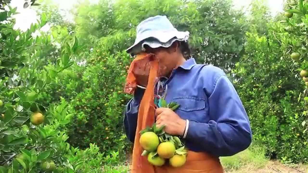 Fruits Local a Ile Maurice - YouTube