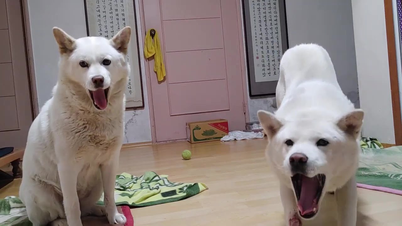 풍산개의 새벽 Korean Pungsan Dogs корейская собака Cani coresi Chiens Coréens ...