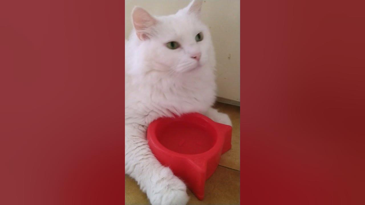 When Your Cat s In Love With His Water Bowl YouTube when-your-cat-s-in-love-with-his-water-bowl-youtube