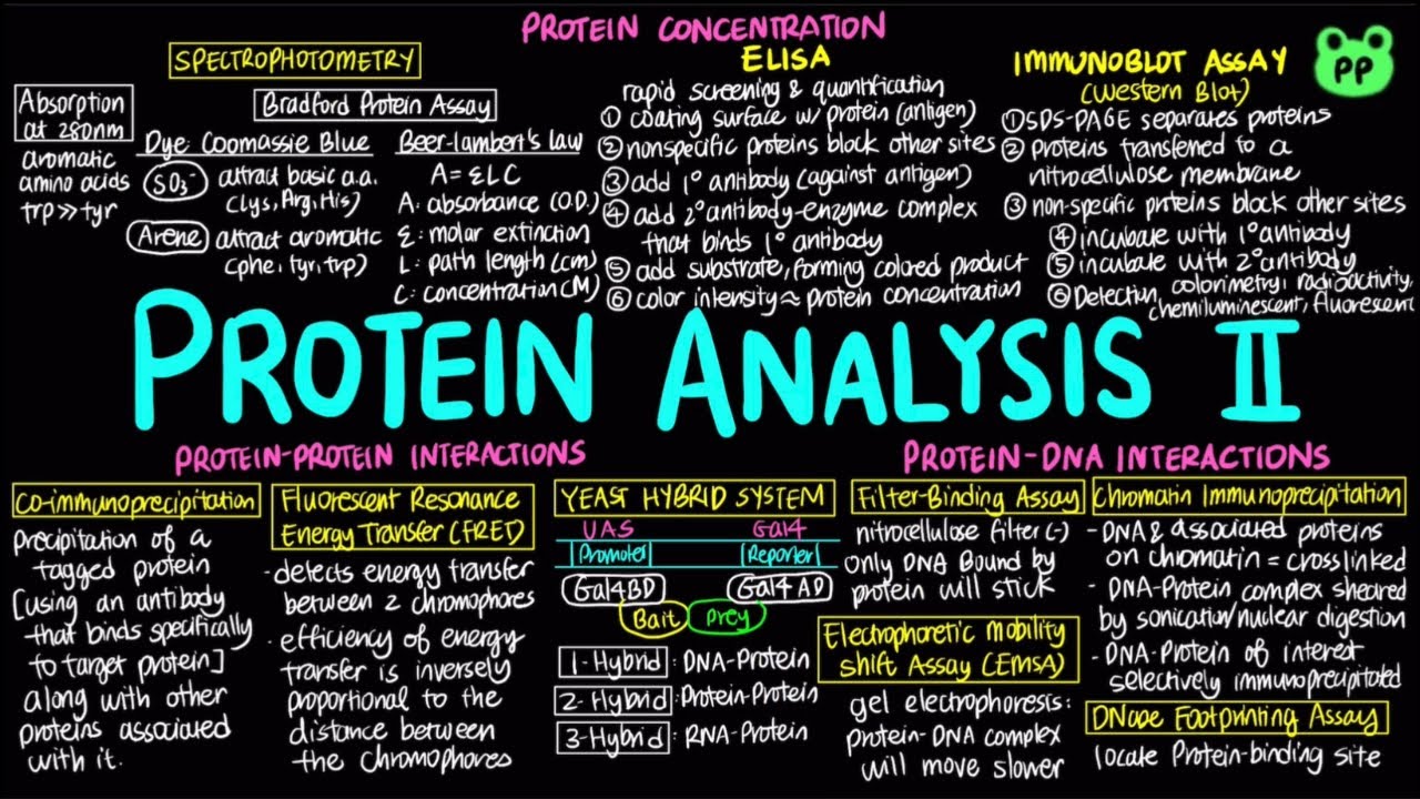 Protein Analysis II: Protein Concentration & Interactions | Molecular ...