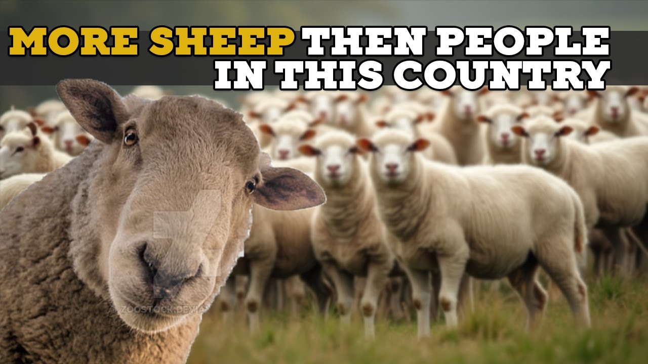 A Country That Has More Sheep Than People! #countryfacts - YouTube