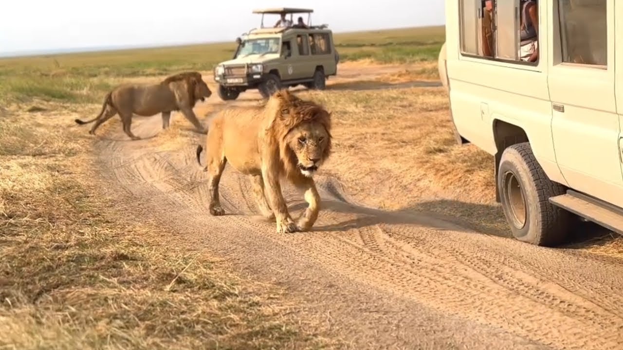 Sababora Male Lions having cubs with Bob Junior's Daughters | Serengeti ...