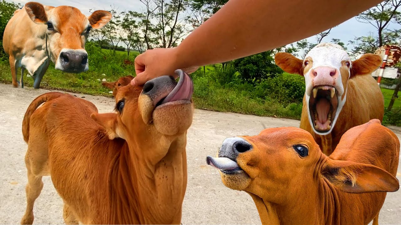 Con Bò, Con Gà Trống | Bài Hát Con Bò | Nhạc Con Bò | Đàn Gà Trong Sân ...