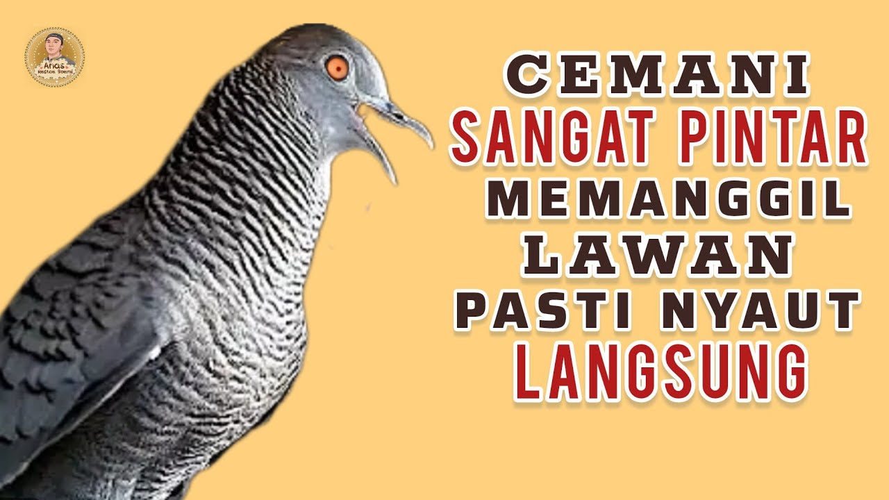 Perkutut Cemani Majapahit Gacor Sangat Pintar Memanggil Perkutut Jenis ...