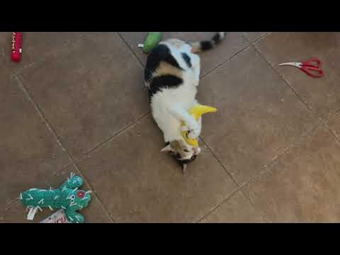 Chloe Catnip Crazy - YouTube