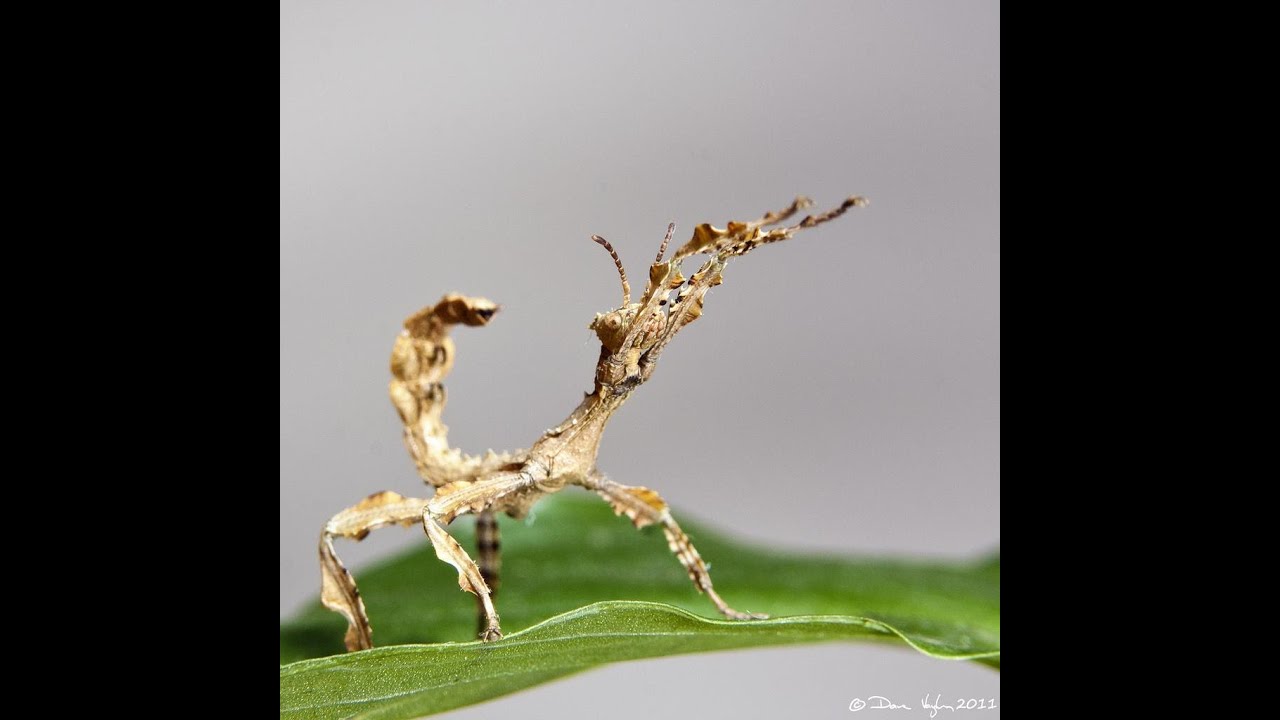 My Stick insect / Leaf Insect Holding on a plant HD - YouTube
