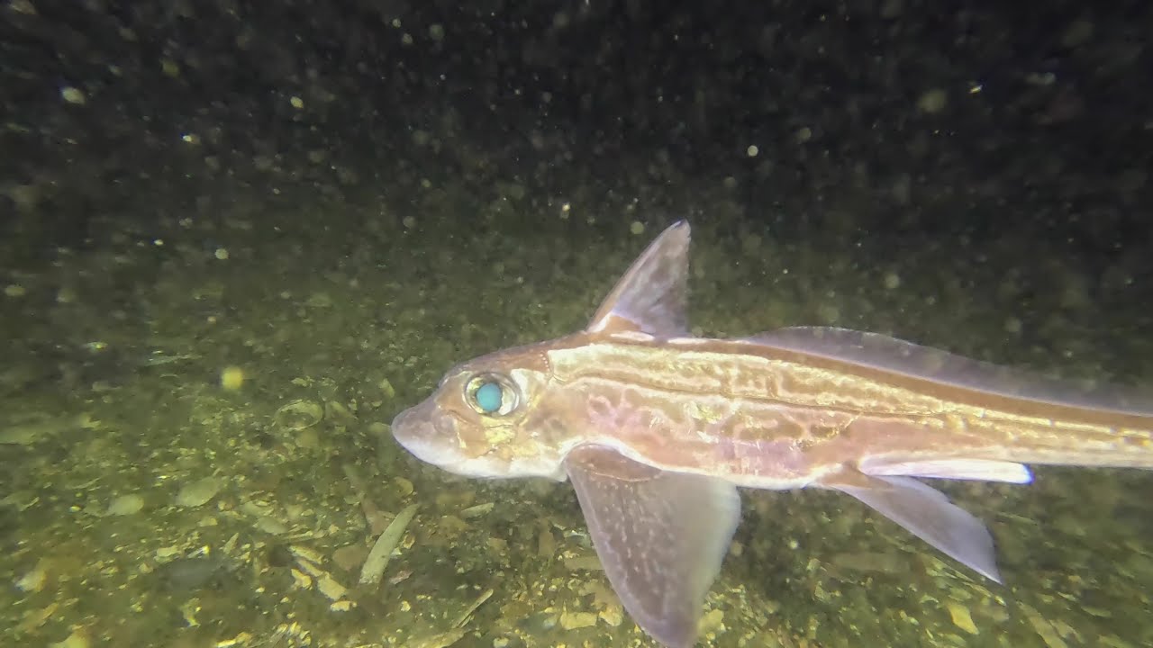 Scuba diving in search of Chimaeras: Rabbitfish/Ratfish (Norway) / Dyk ...
