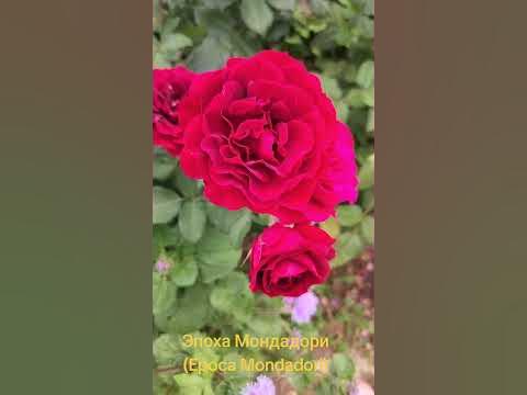 Эпоха Мондадори (Epoca Mondadori) - YouTube