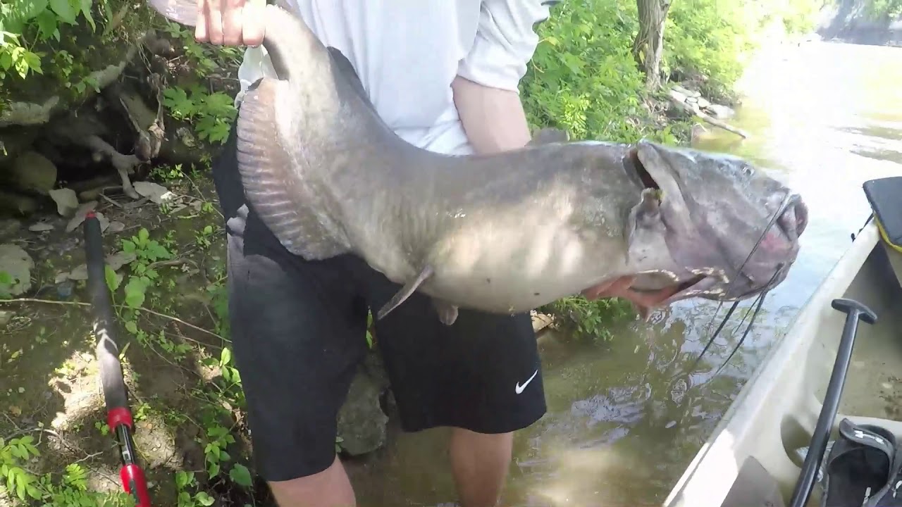 Channel Catfish Slam-Eagles and Monster Catfish - YouTube