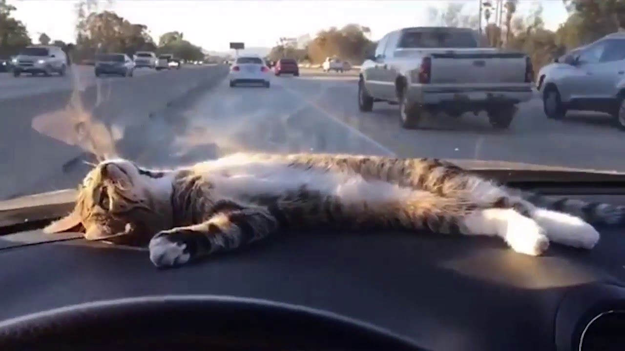 This cat rests on car dashboard like a BOSS - YouTube