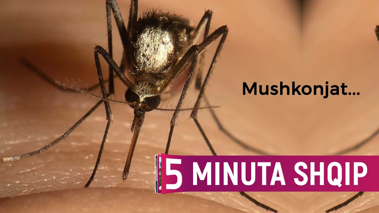 Ja vendi i vetëm në botë që s’ka mushkonja! - YouTube