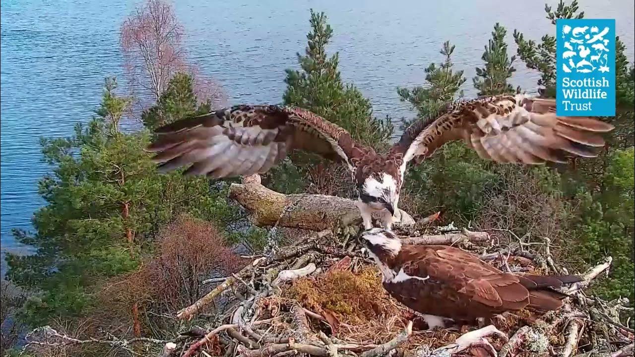 LM12 Delivers Nesting Material Instead of Fish - (Loch of the Lowes Osprey Webcam 2023) - YouTube
