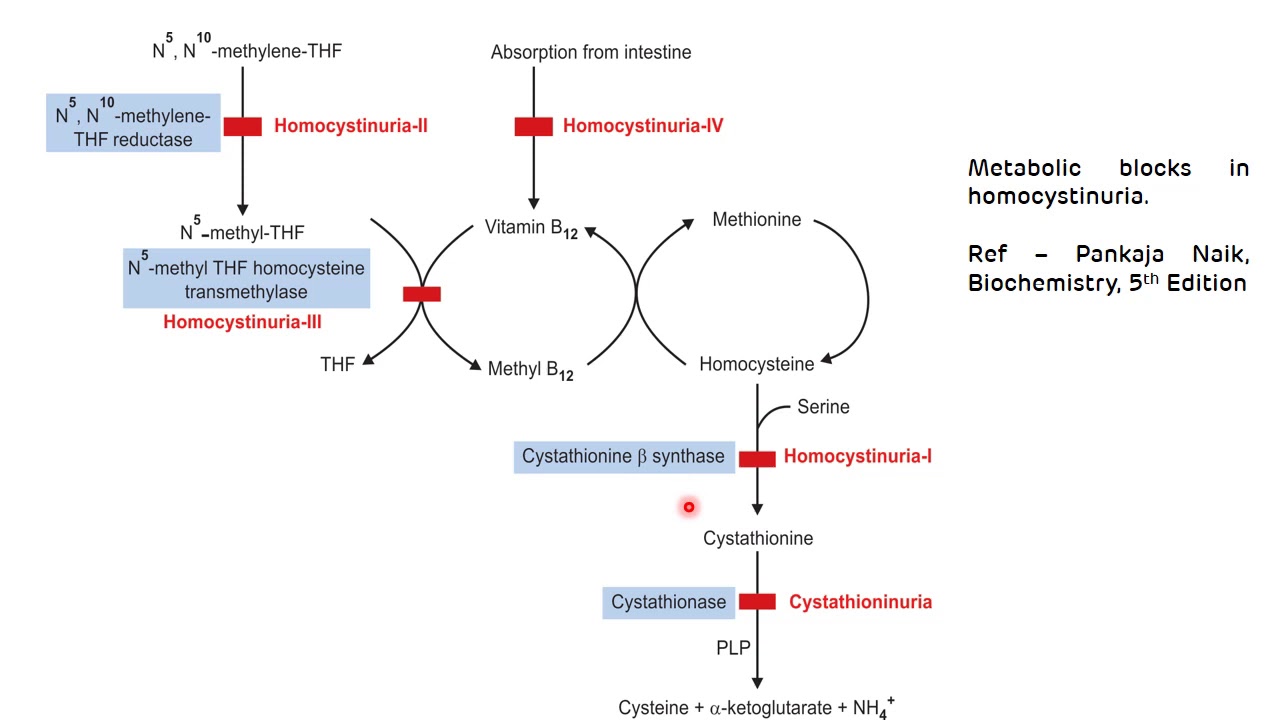 Methionine Metabolism || Homocystinuria || NEET PG || Biochemistry ...