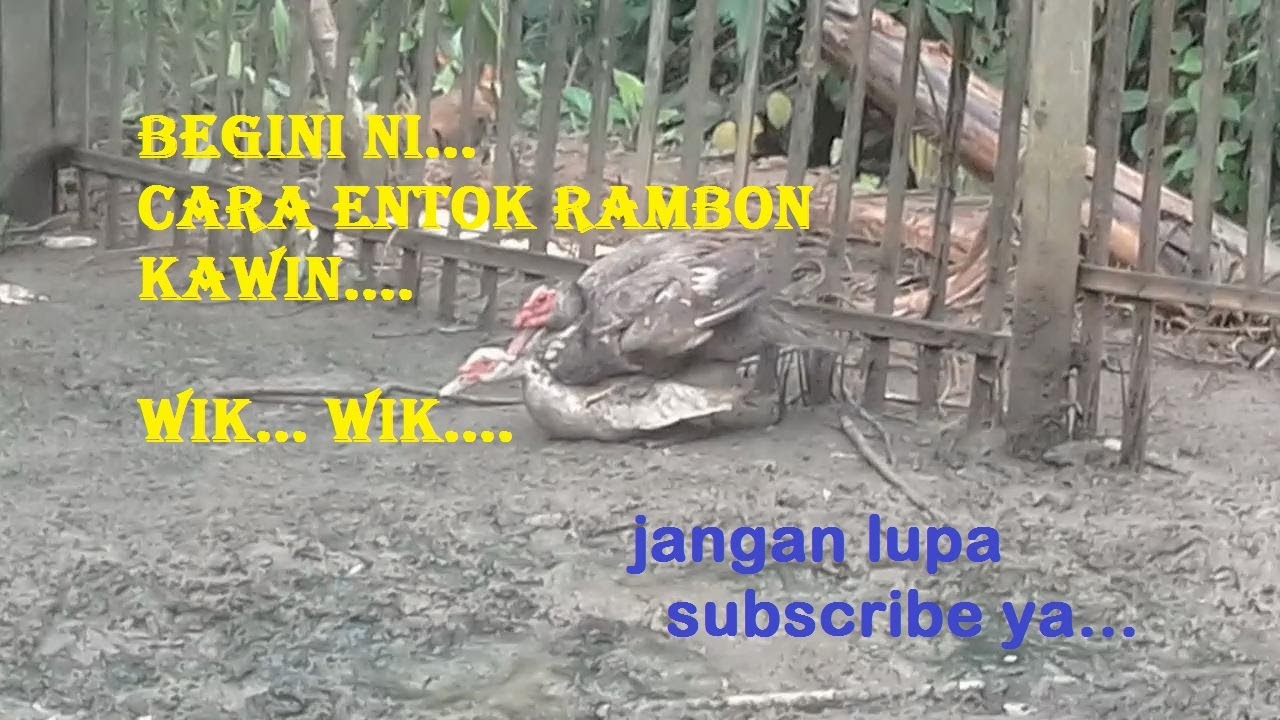 Entok RAMBON Silver Sedang Wik Wik - YouTube