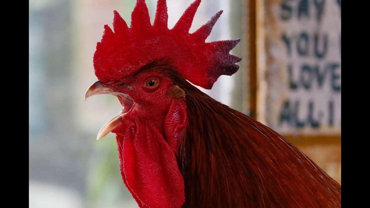 Mean rooster wouldn't let me get all my groceries! - YouTube