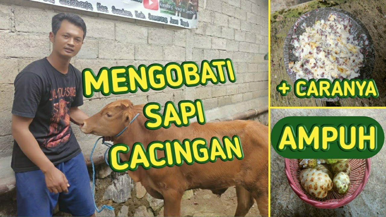 CARA MENGOBATI SAPI CACINGAN | ALAMI DAN AMPUH - YouTube