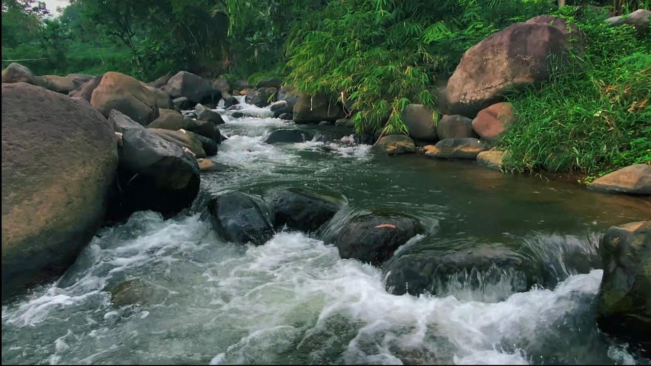 Peaceful River Flowing Through a Quiet Forest – Gentle Nature Sounds ...