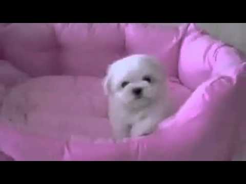Ama nasıl da şirinim
