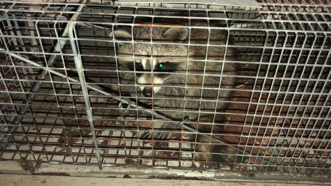 Raccoon caught in a live trap. [Test Video] - YouTube