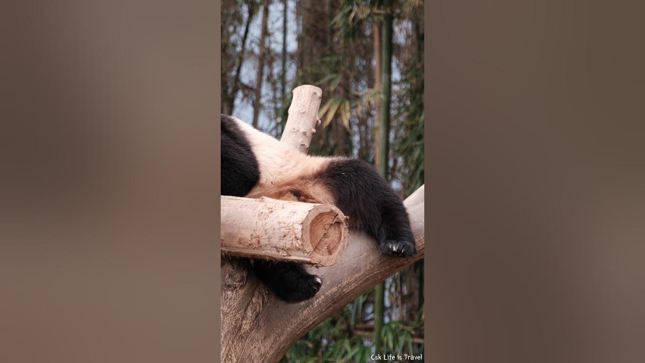 잠자는 판다월드의 푸바오🐼 Everland Fu Bao 주토피아 Everland Everlandkorea Youtube