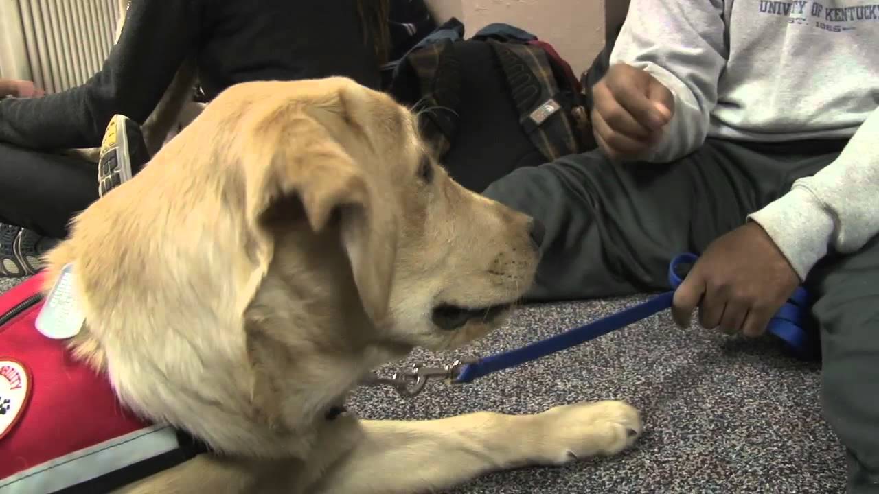 UK Student's Service Dog Project Impacts Campus and Community - YouTube